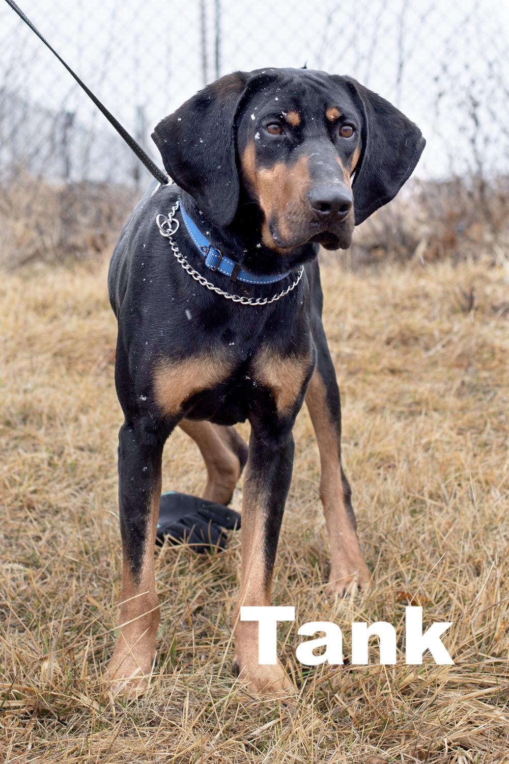 Dog for adoption - Tank, a Hound Mix in Macomb, IL | Petfinder