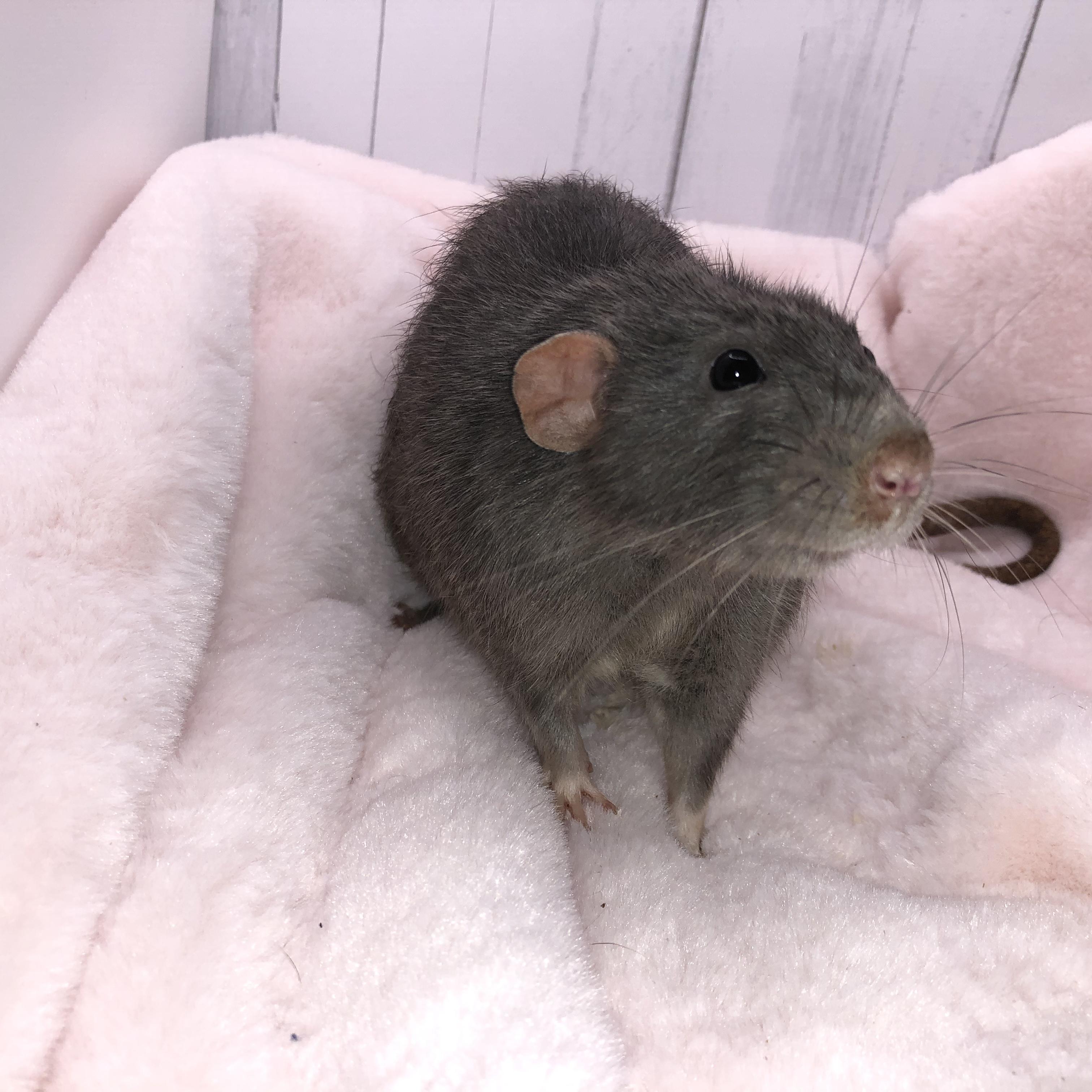 Rat for adoption - Remy and Emile, a Rat in Eugene, OR | Petfinder