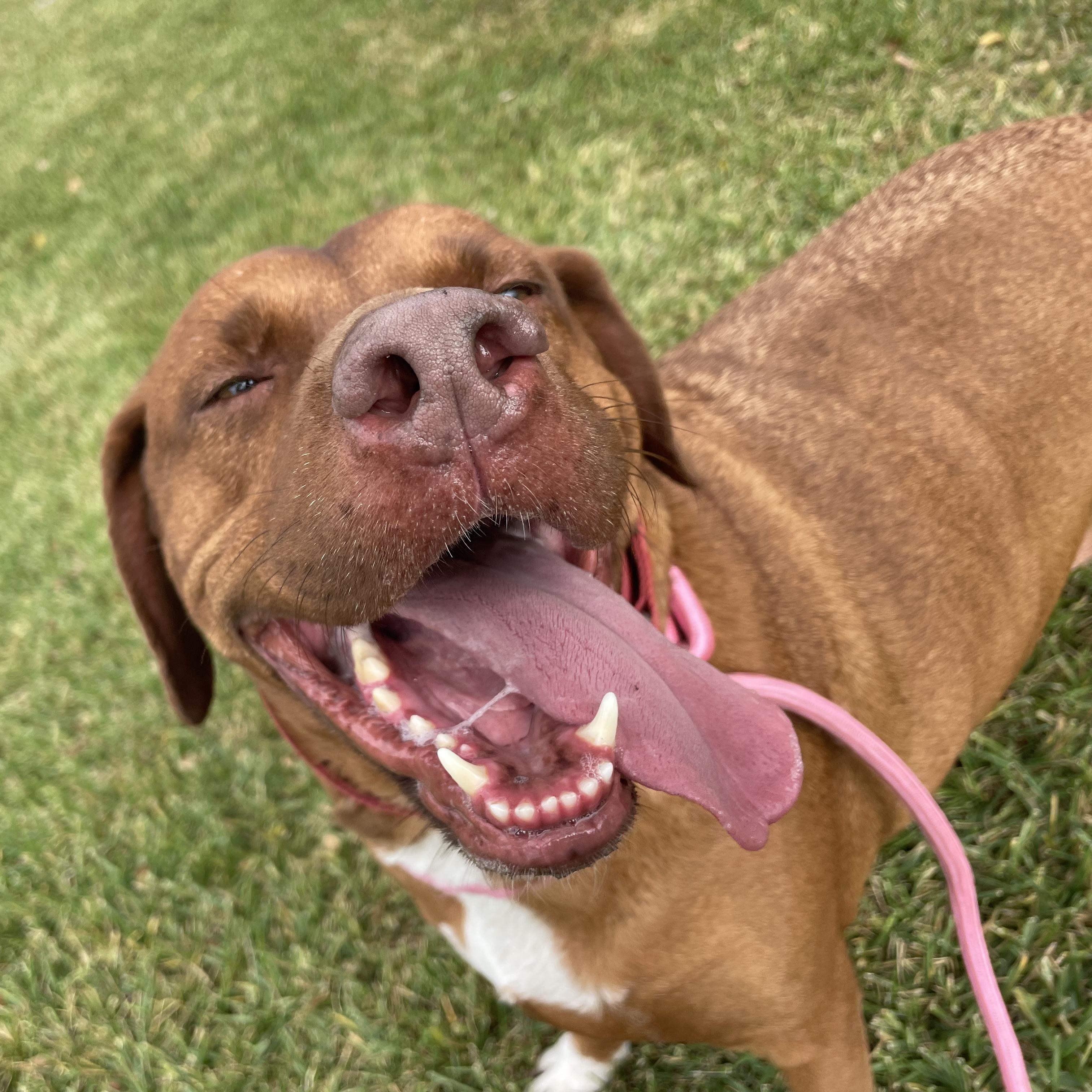 Dog for adoption - Red, a Labrador Retriever Mix in Portland, ME ...