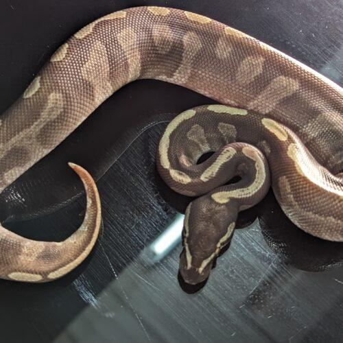 Snake for adoption - Joshua, a Ball Python in Pefferlaw, ON | Petfinder