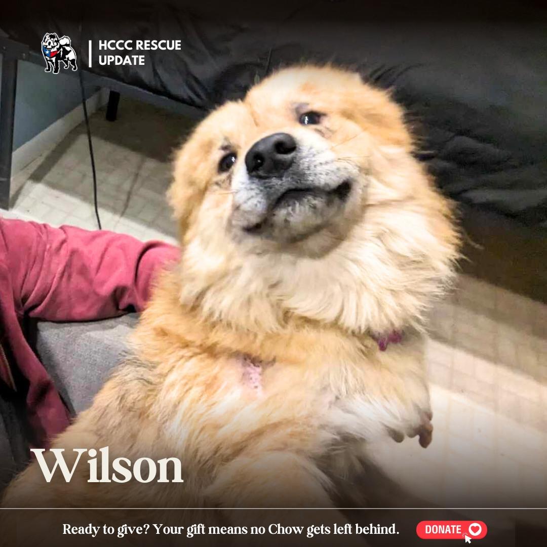 Dog for adoption - Wilson, a Chow Chow Mix in Orlando, FL | Petfinder