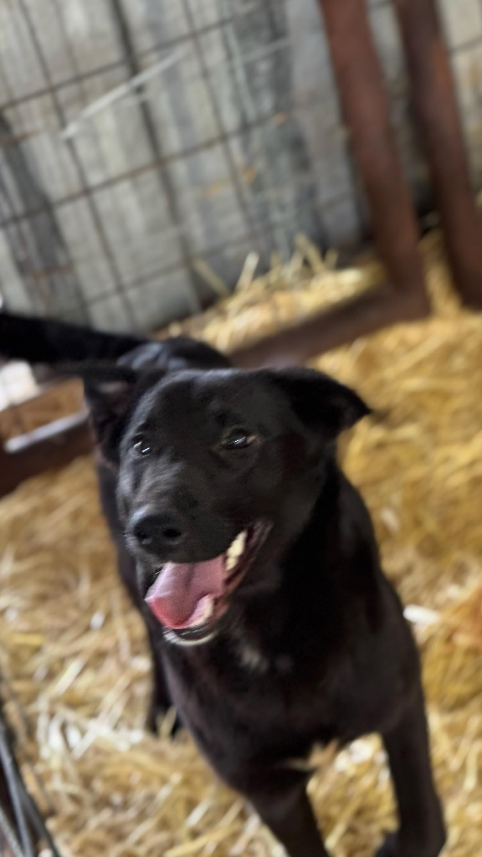 Dog for adoption - Trinity, a Black Labrador Retriever Mix in PUTNAM ...