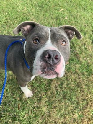 Dog for adoption - Theo (148407), a Pit Bull Terrier Mix in Baton Rouge ...