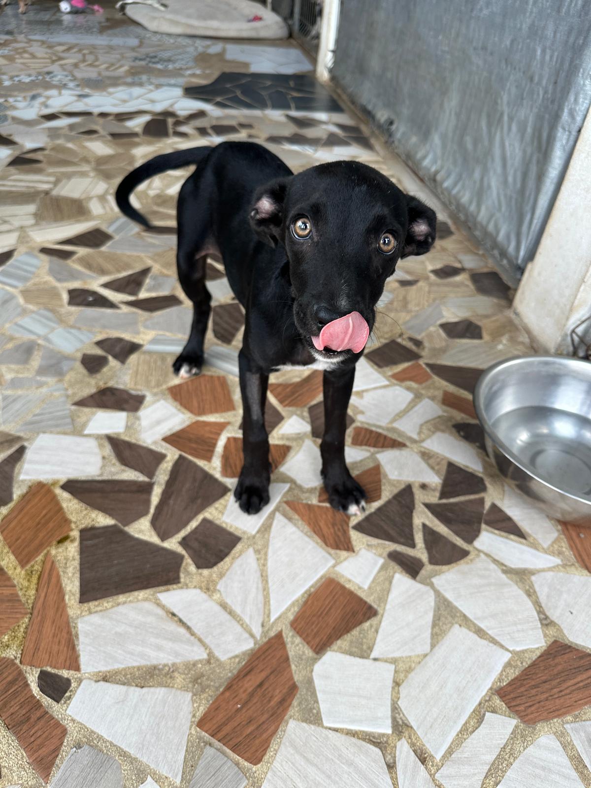 Dog for adoption - Sookie, a Mixed Breed in San Jose, CA | Petfinder