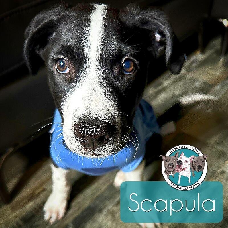 Dog for adoption - Scapula Bones, a Labrador Retriever & Catahoula ...
