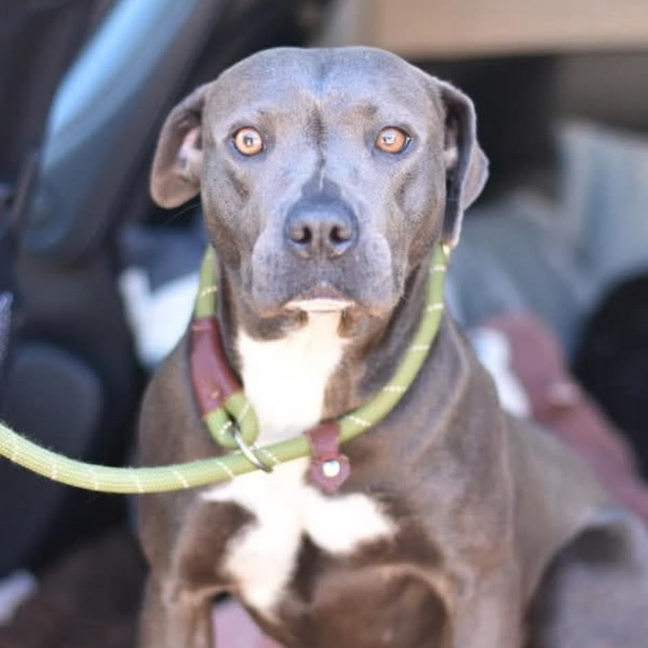Dog for adoption - Hope Marie, a Pit Bull Terrier in Colorado Springs ...