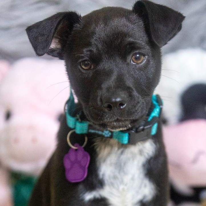 Dog for adoption - Gizmo Fifth, a Black Labrador Retriever & Pit Bull ...