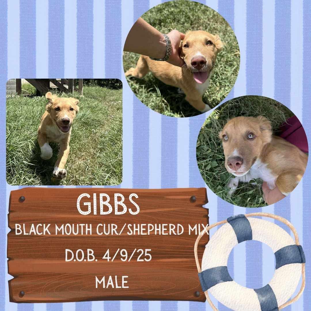 Dog for adoption - Gibbs, a Shepherd & Black Mouth Cur Mix in Center ...