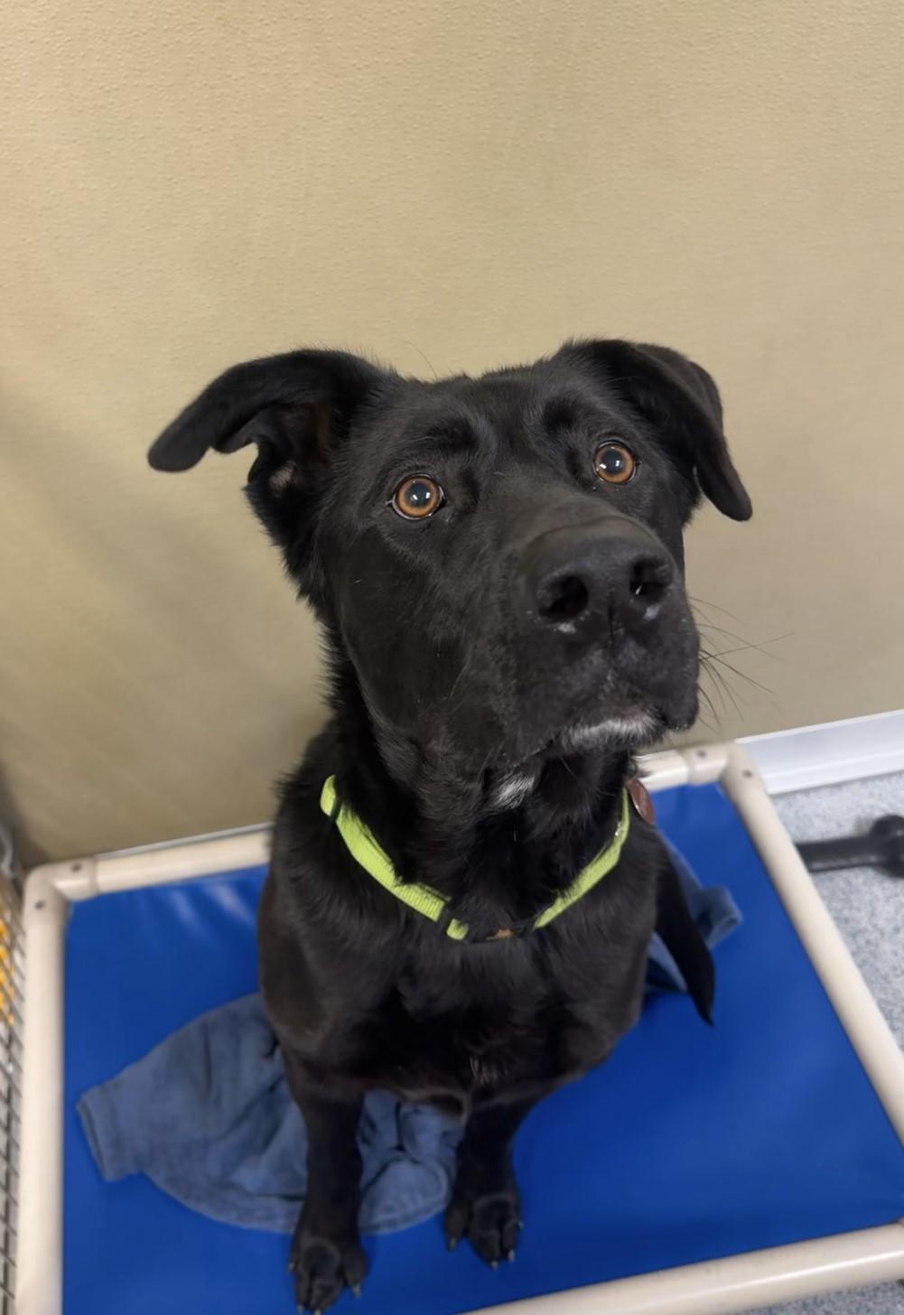Dog for adoption - Bear, a Black Labrador Retriever Mix in Ocean City ...