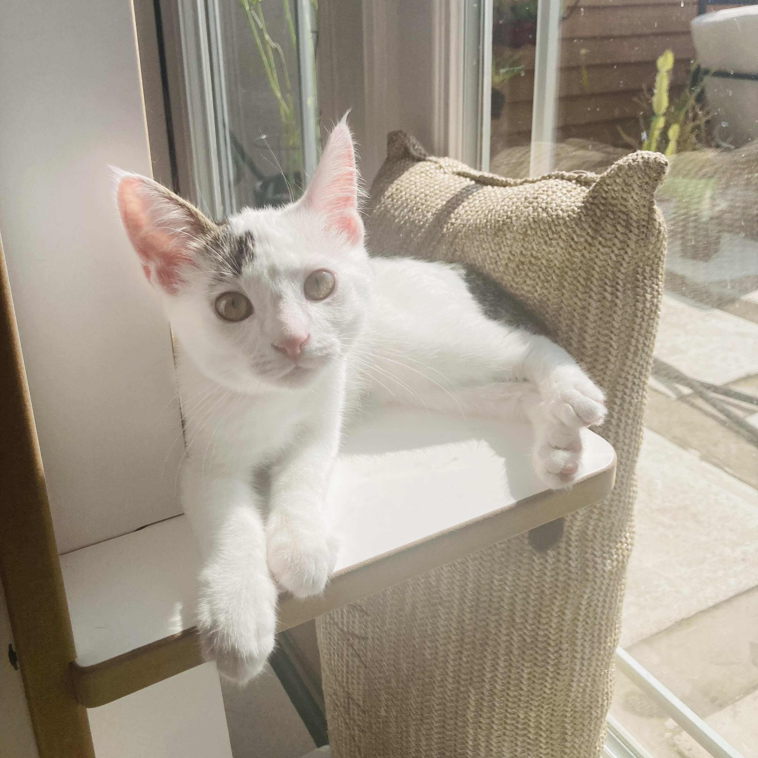 Cat for adoption - Nemo, a Domestic Short Hair in Vernon , CT | Petfinder