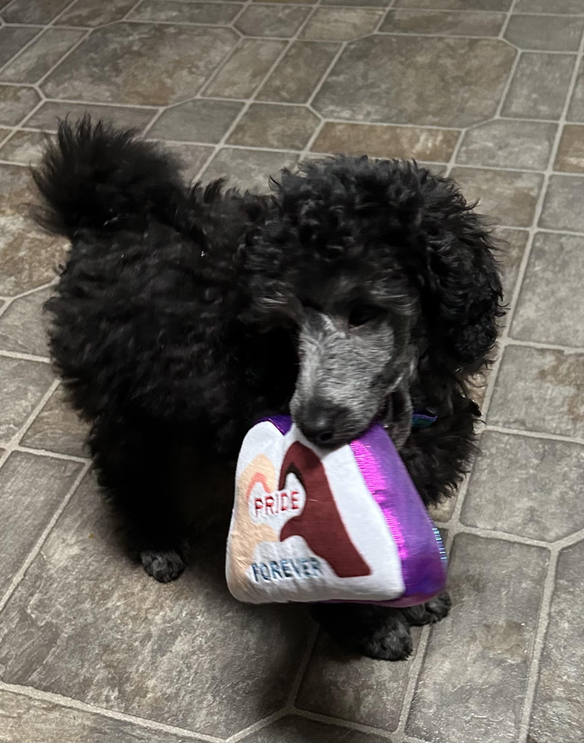 Dog for adoption - Silverado adoption pending!, a Miniature Poodle in ...