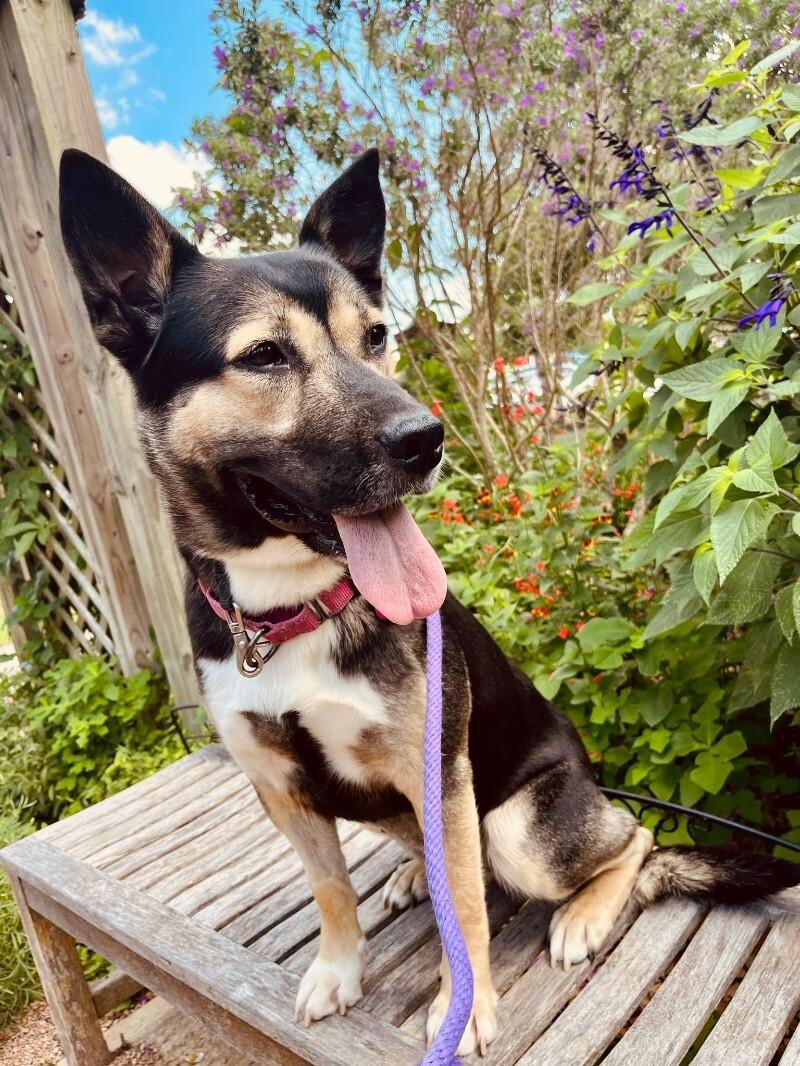 Dog for adoption - Shelly Seashells the Sweet Kid Friendly Snugglepup ...