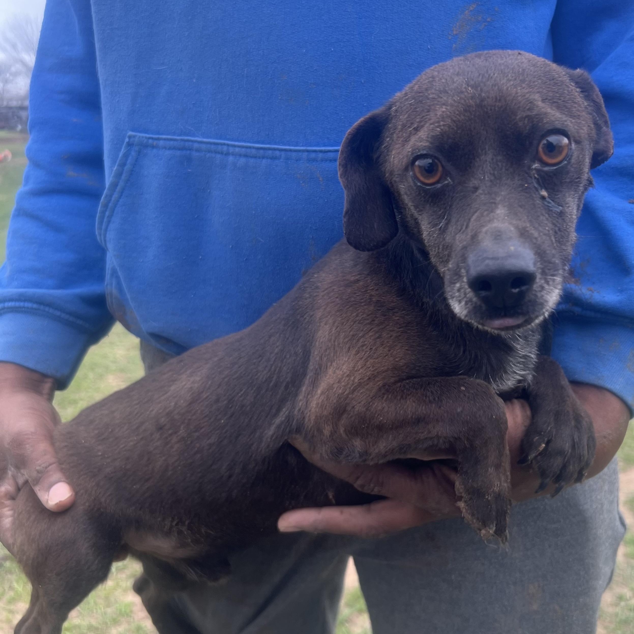 Dog for adoption - Dasher -Local March 28 - 30, a Dachshund Mix in ...