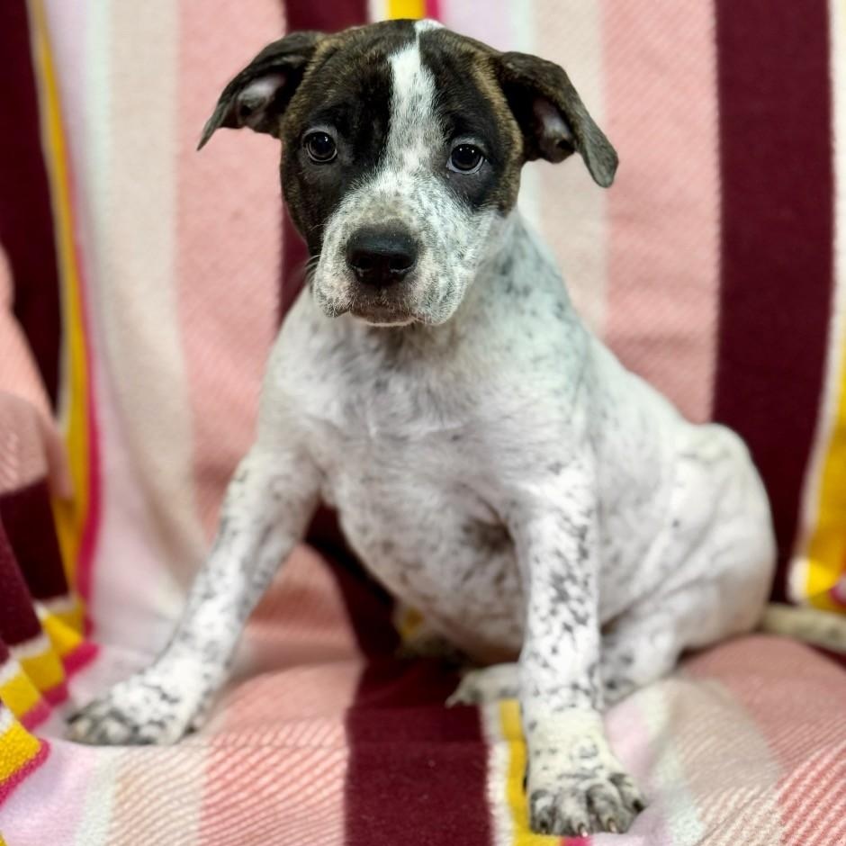 Dog for adoption - Kenilworth Chester (CONC-A-8568), a Mixed Breed in ...