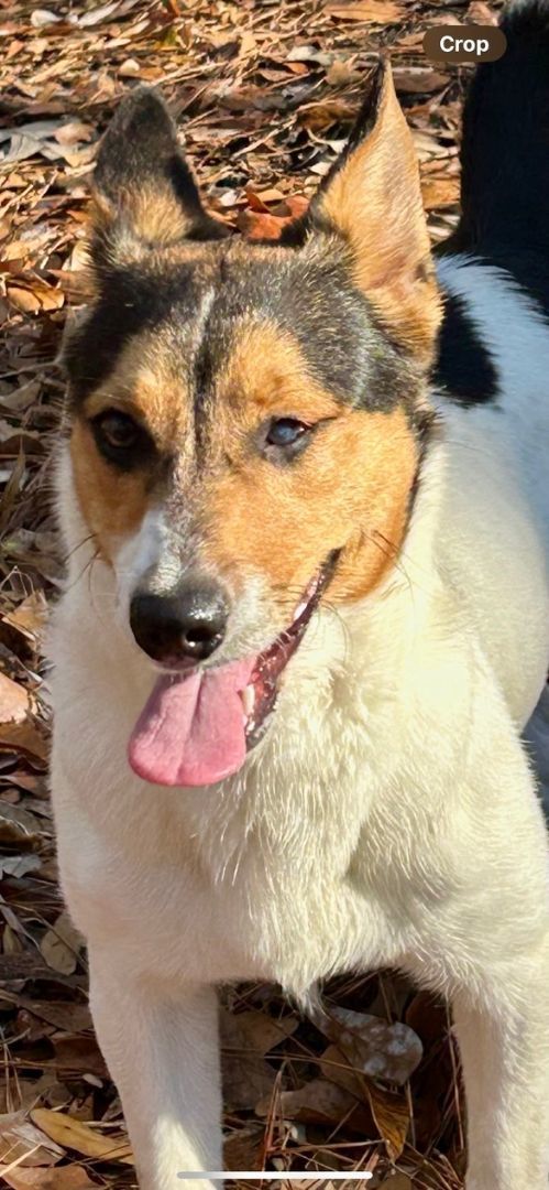 Dog for adoption - Chato, a Jack Russell Terrier in Ladson, SC | Petfinder