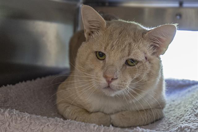 Cat for adoption - PEUGEOT, a Domestic Medium Hair in Charlotte, NC ...