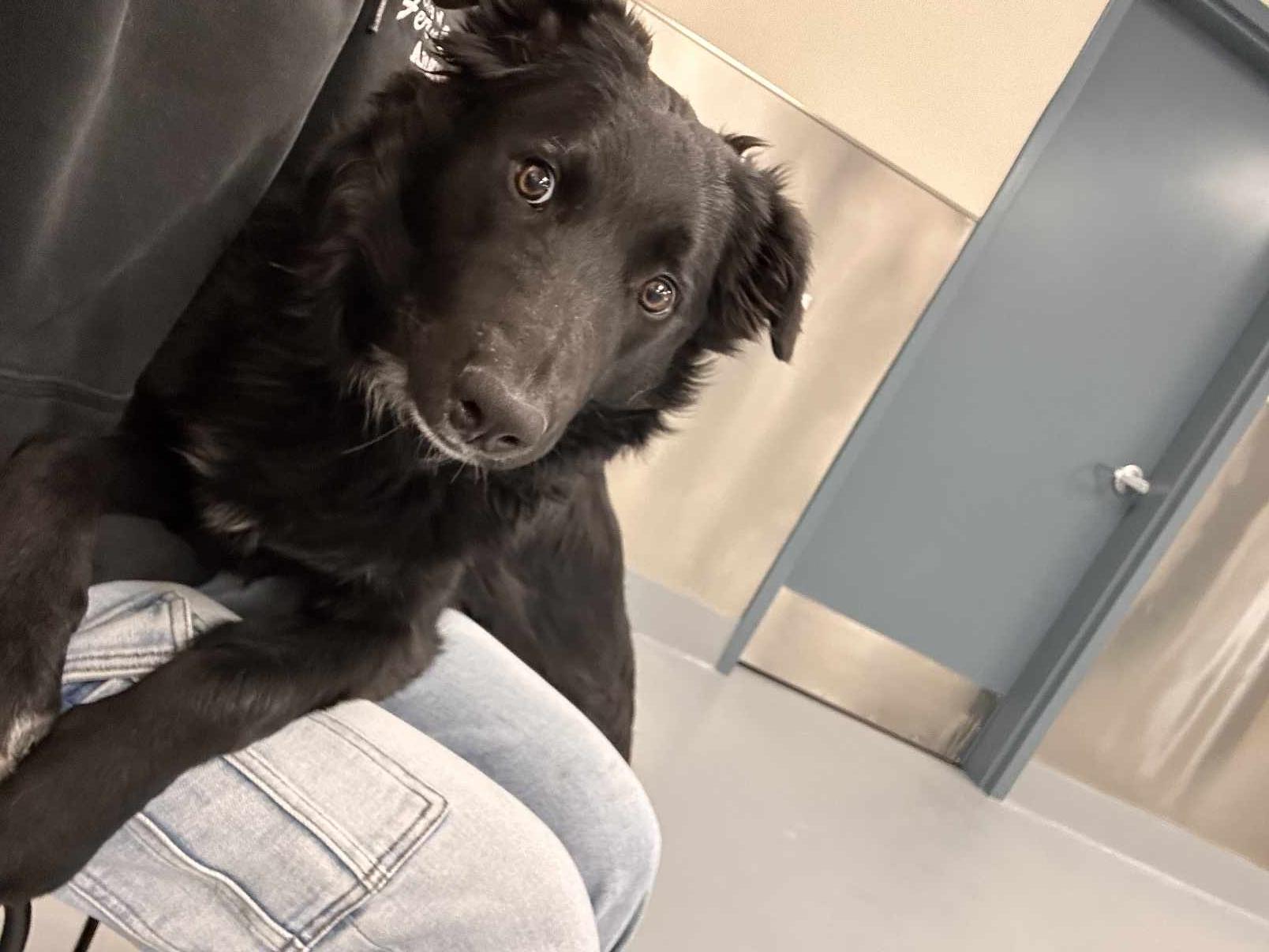 Dog for adoption - Sammi, a Border Collie Mix in Silver Springs, NV ...