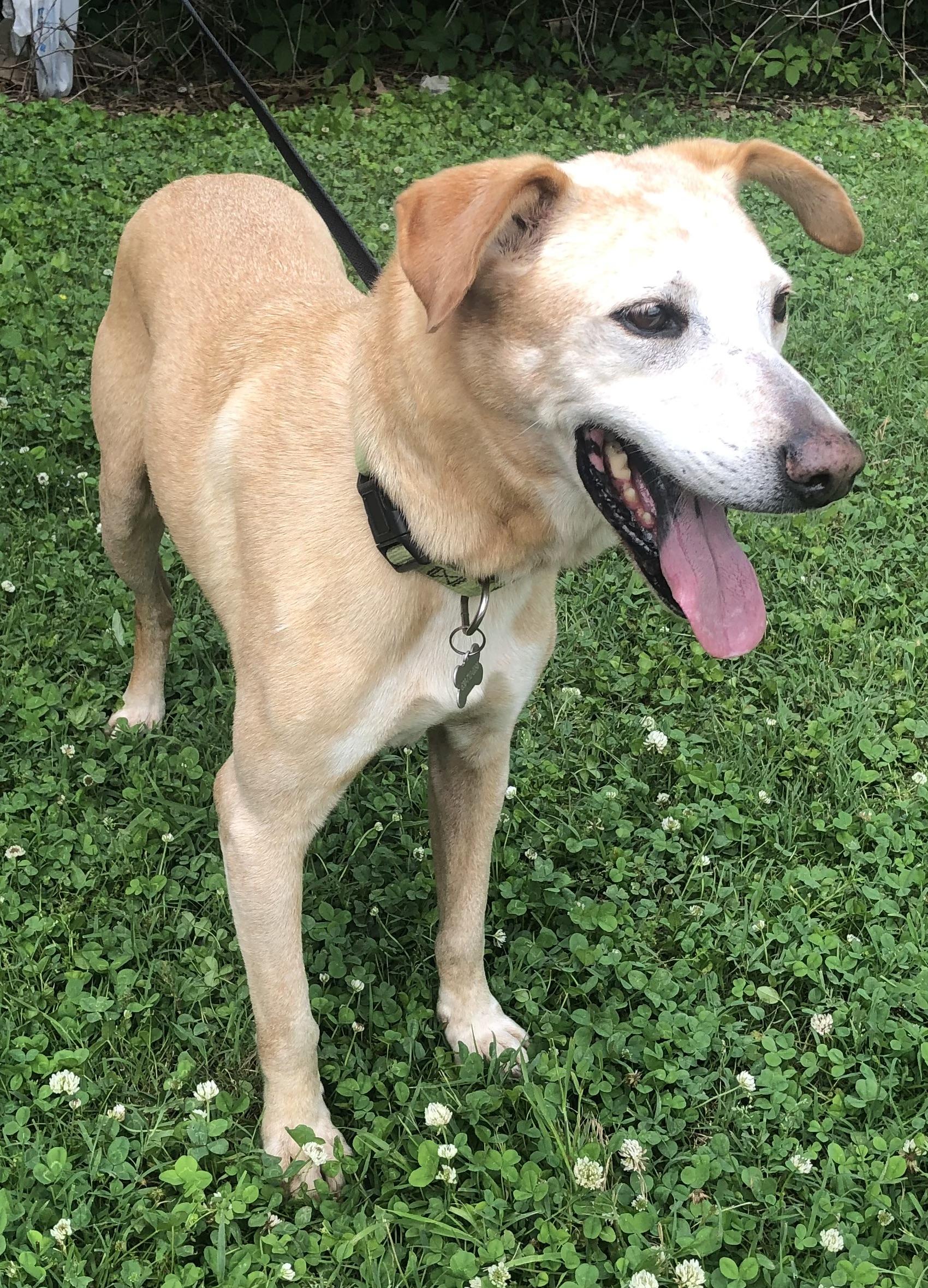 Dog for adoption - Sweetest Sawyer, a Yellow Labrador Retriever ...