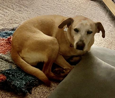 Dog for adoption - Sweetest Sawyer, a Yellow Labrador Retriever ...