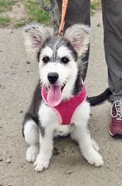Dog for adoption - Ari, a Shepherd & Husky Mix in Buffalo, NY | Petfinder