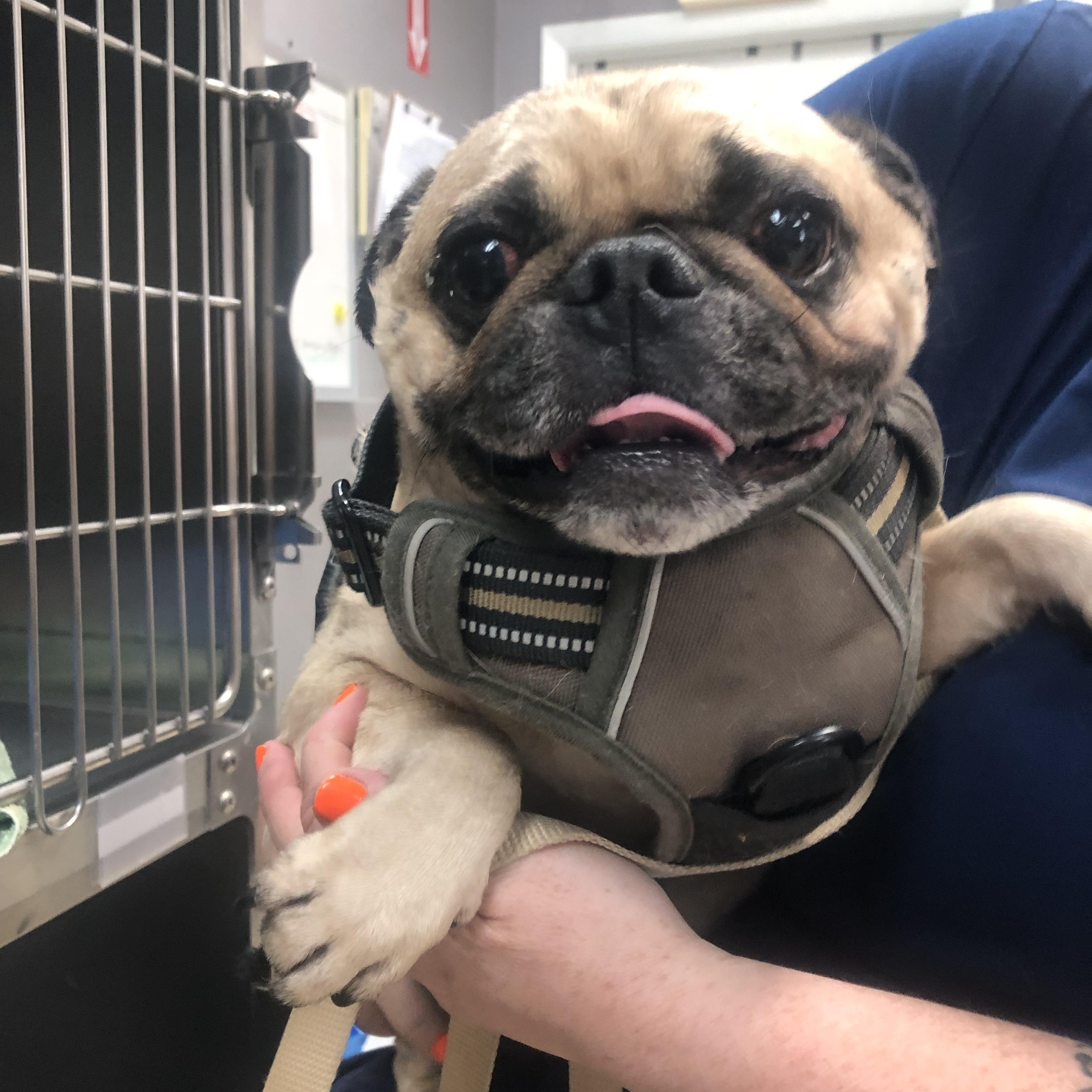 Dog for adoption - Archie, a Pug in Parma, OH | Petfinder