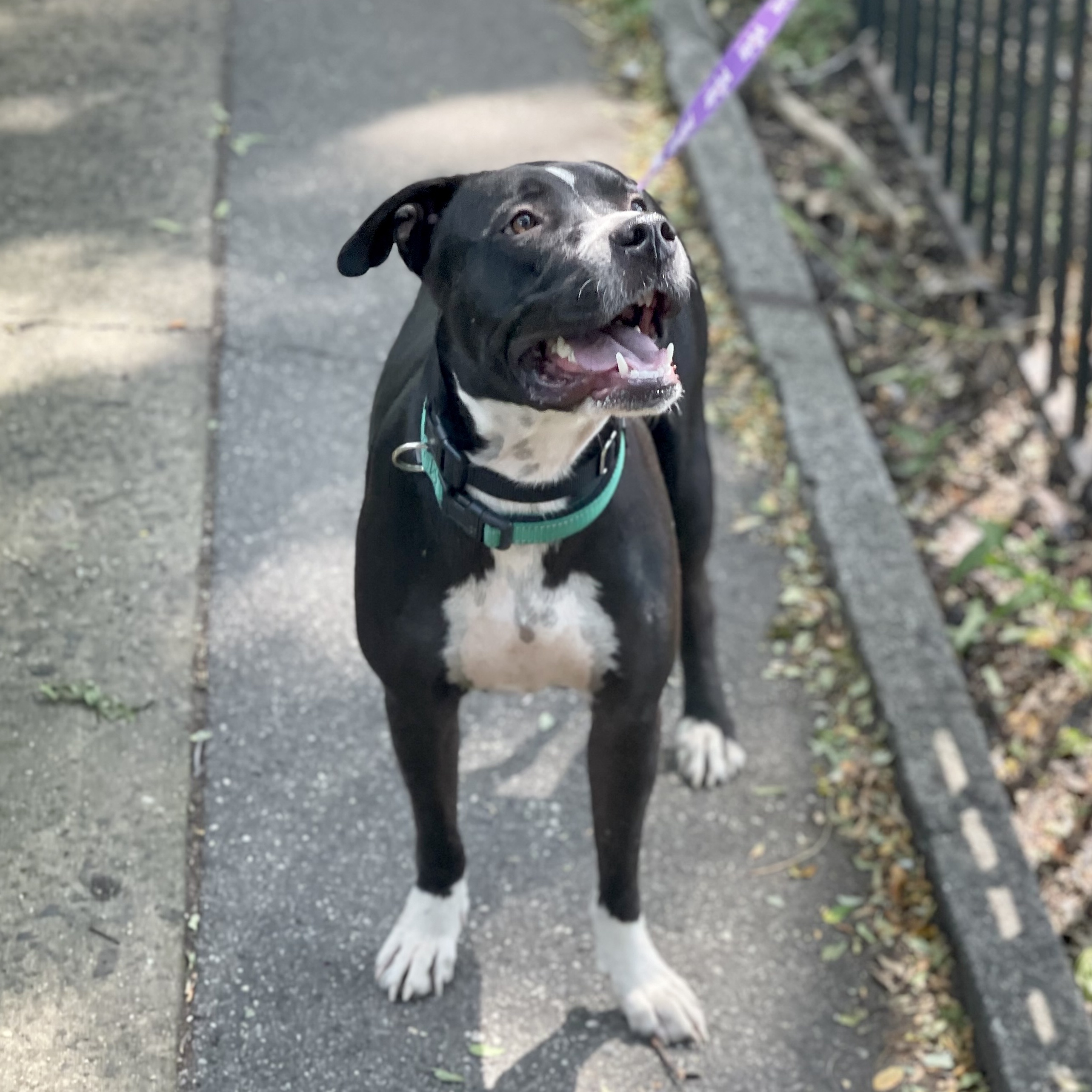 Dog for adoption - Baby Grand, a Pit Bull Terrier in Philadelphia, PA ...