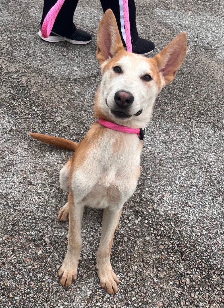 Dog for adoption - Barbie, a Basenji & Portuguese Podengo Mix in ...