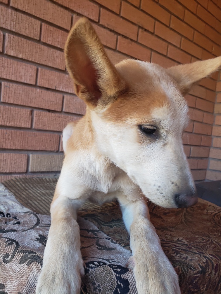 Dog for adoption - Barbie, a Basenji & Portuguese Podengo Mix in ...