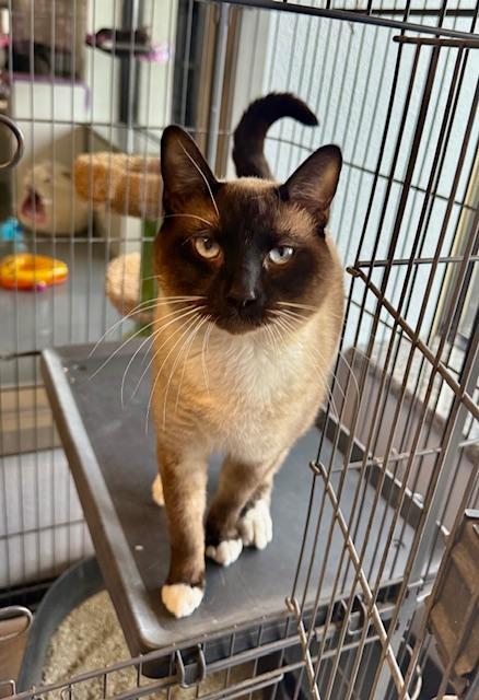 Cat for adoption - Mocha, a Siamese in Winter Haven, FL | Petfinder