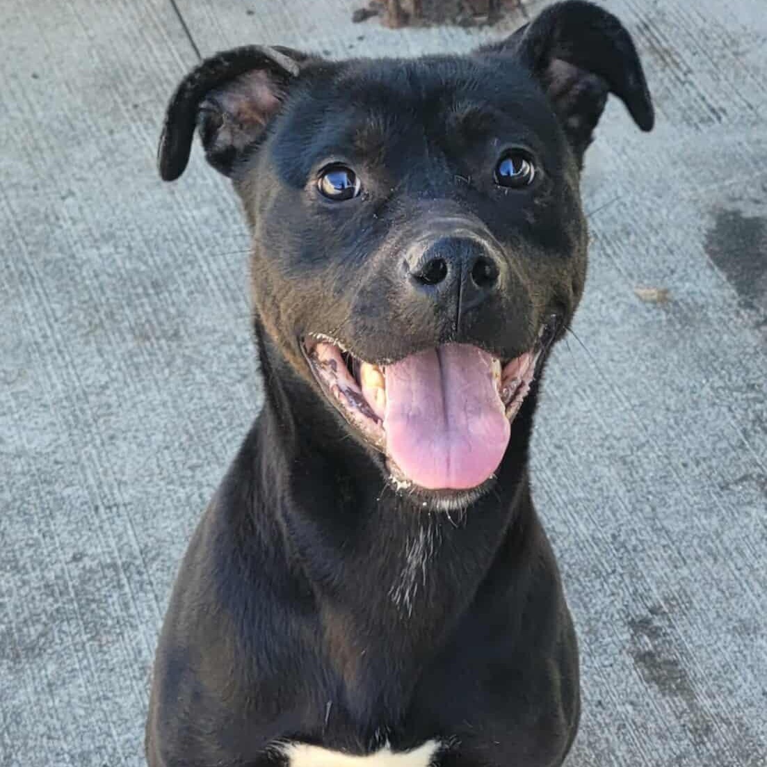 Dog for adoption - Hollyhock! Playful Girl!, a Pit Bull Terrier & Terrier Mix in Meriden, CT ...