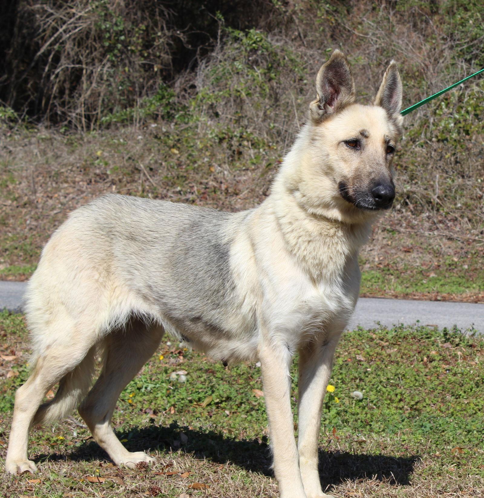 Layla 43140 - Adoptable Pet | Petfinder | Petfinder