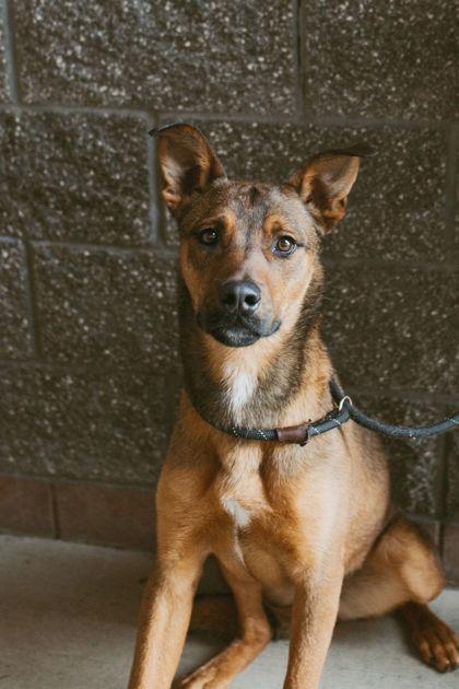 Dog for adoption - Fen (Von), a German Shepherd Dog Mix in Redmond, OR ...