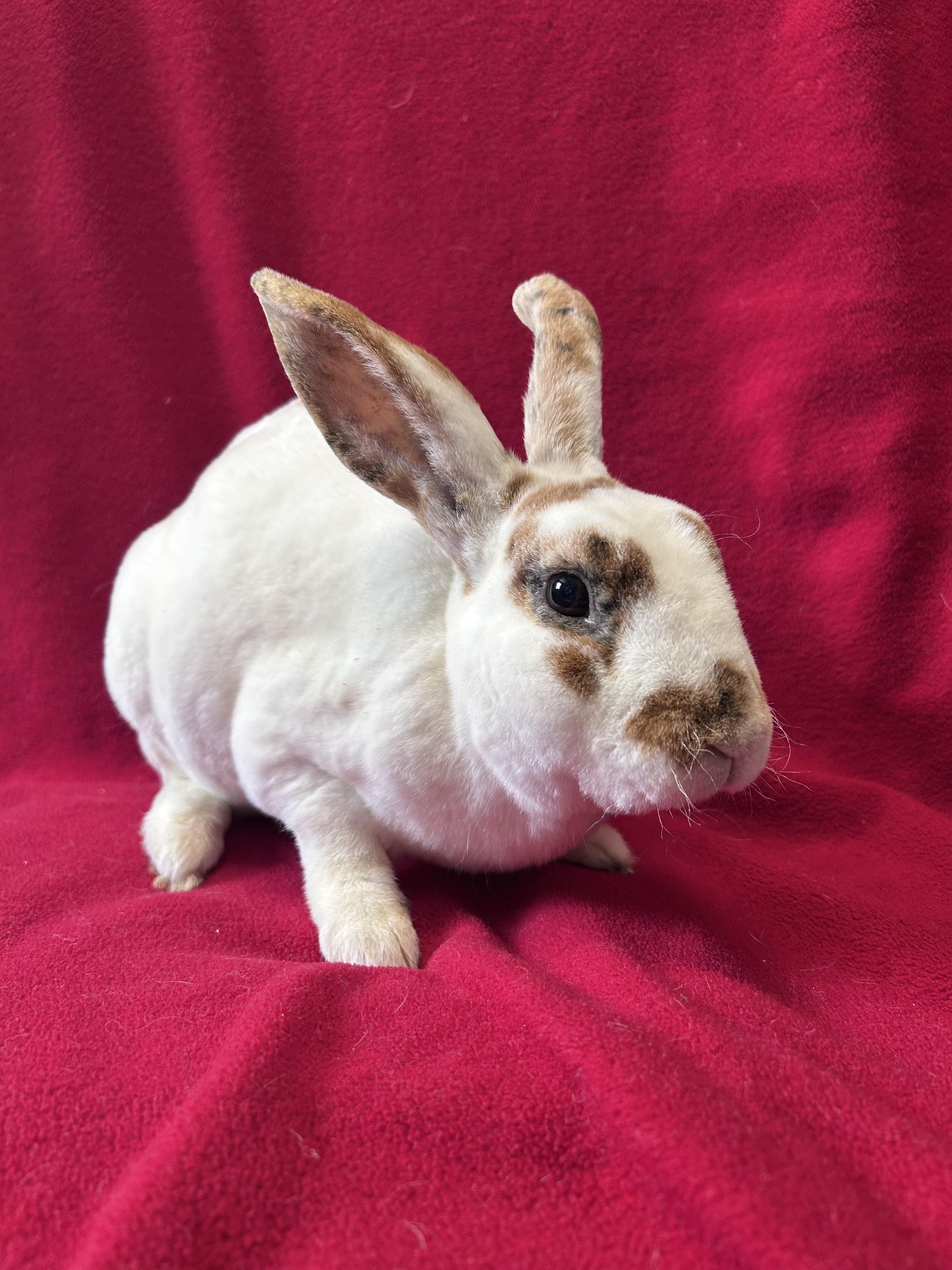 Rabbit for adoption - Gary, a Rex in Oak Park, IL | Petfinder
