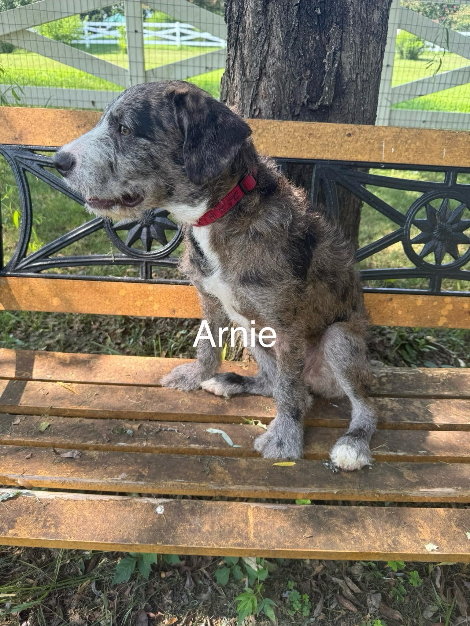Dog for adoption - Arnie, a Wirehaired Terrier & Schnauzer Mix in ...