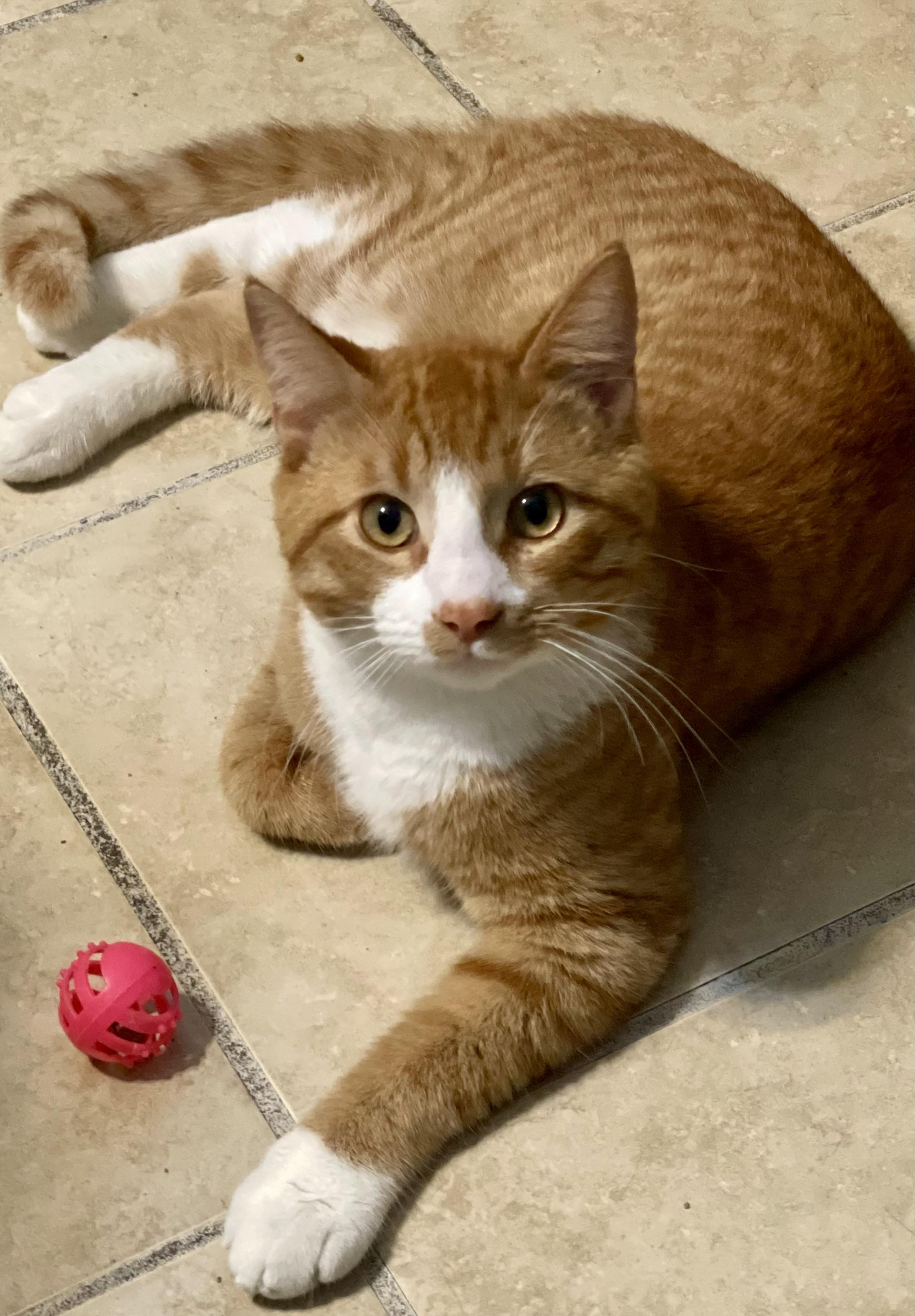 Available Cats - The A.R.K - Animal Recycling Kennel