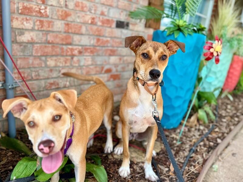 Dog for adoption - Colonel Mustard, a Patterdale Terrier / Fell Terrier ...