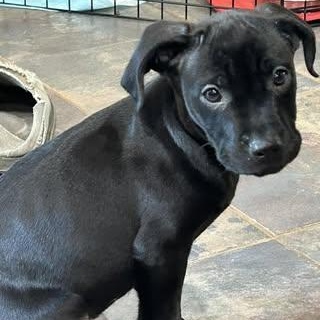 Dog for adoption - Dash, a Labrador Retriever Mix in Ellicott City, MD ...