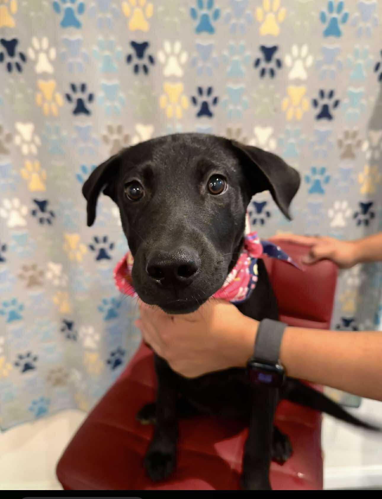 Dog for adoption - Raven, a Labrador Retriever Mix in Kutztown , PA ...