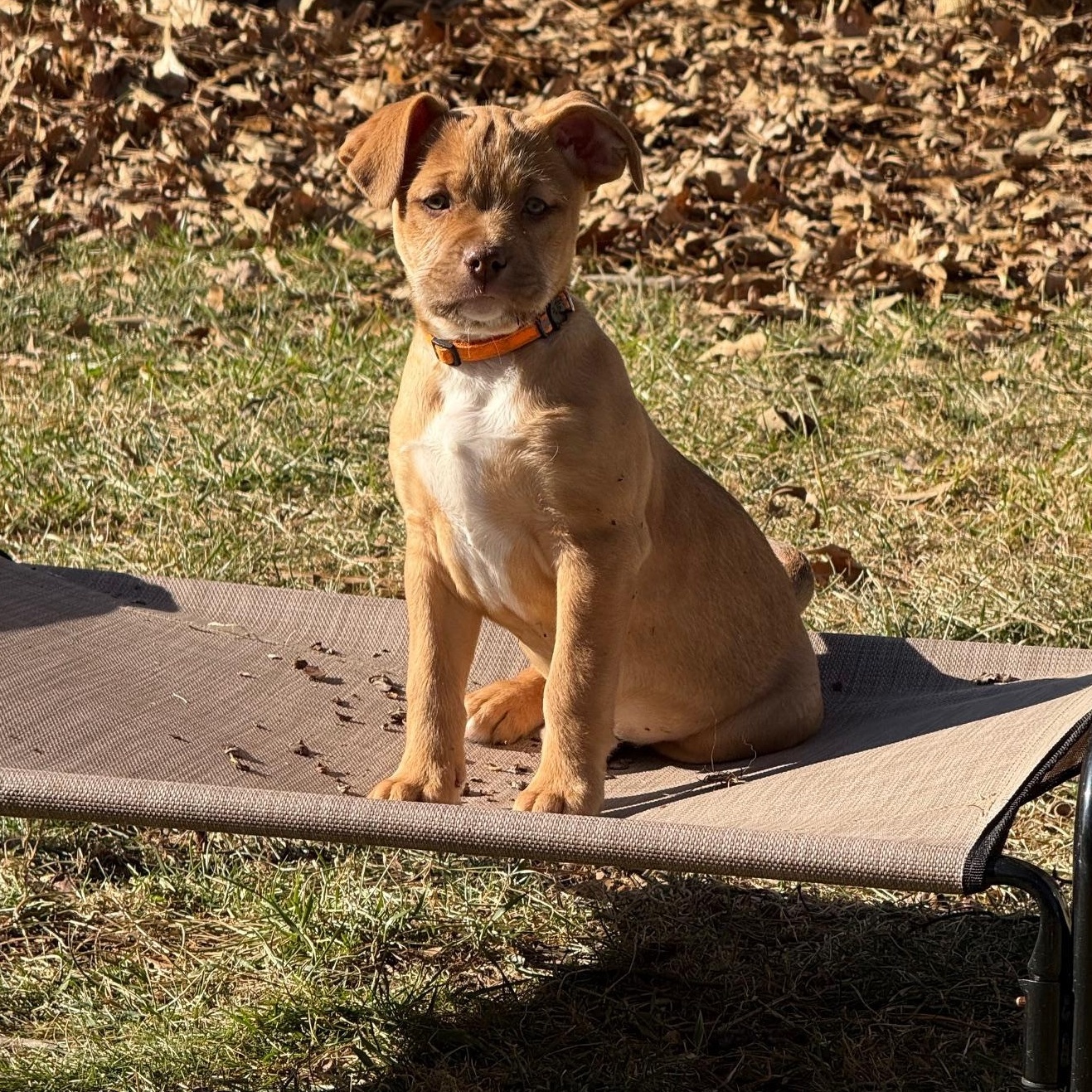 Sunnie - Adoptable Pet | Petfinder | Petfinder