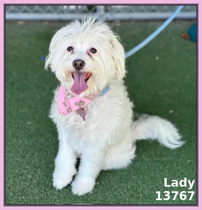 Dog for adoption - LADY, a Terrier & Maltese Mix in Marietta, GA ...
