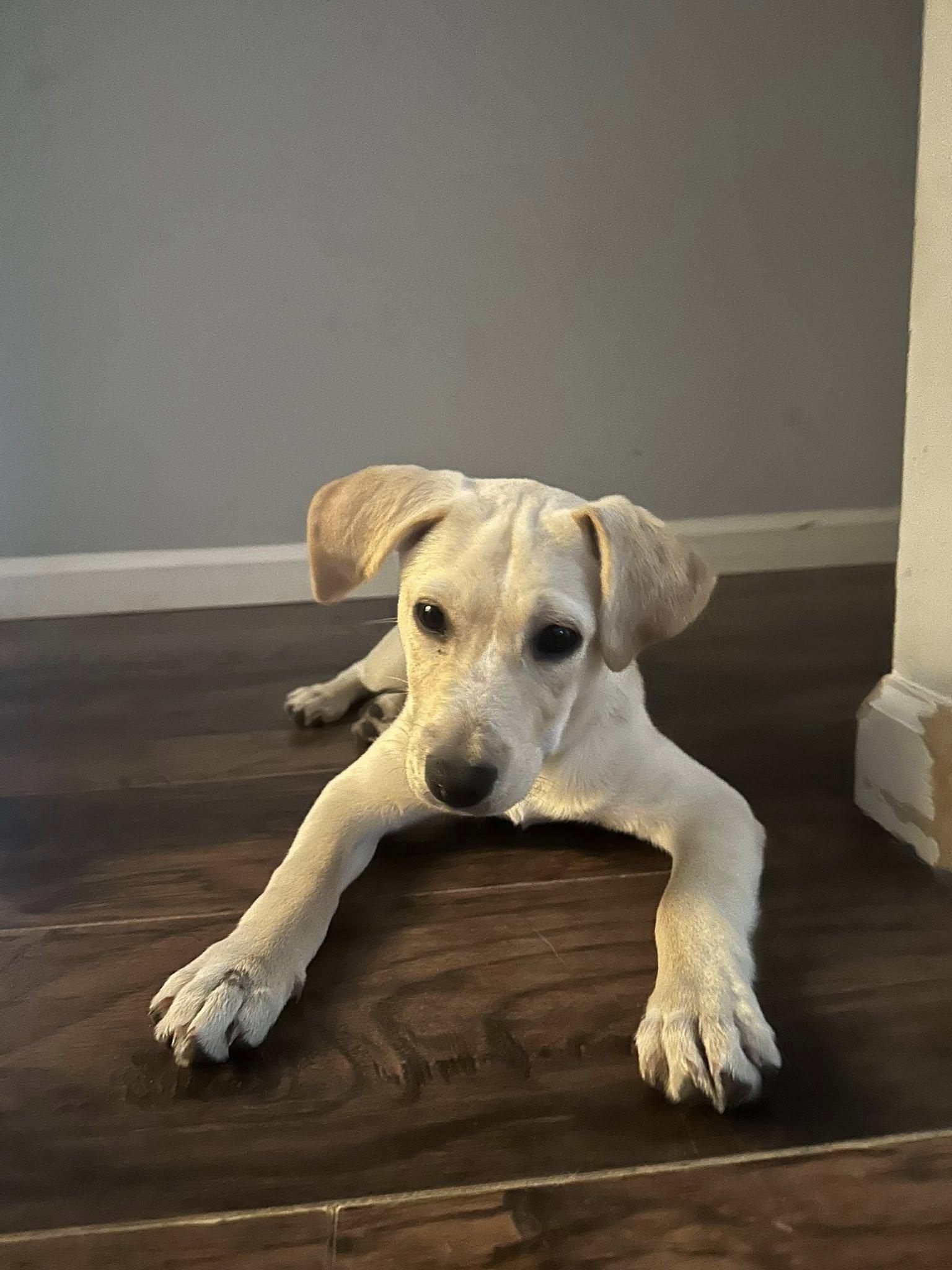 Dog for adoption - Princess, a Yellow Labrador Retriever Mix in Marlton ...