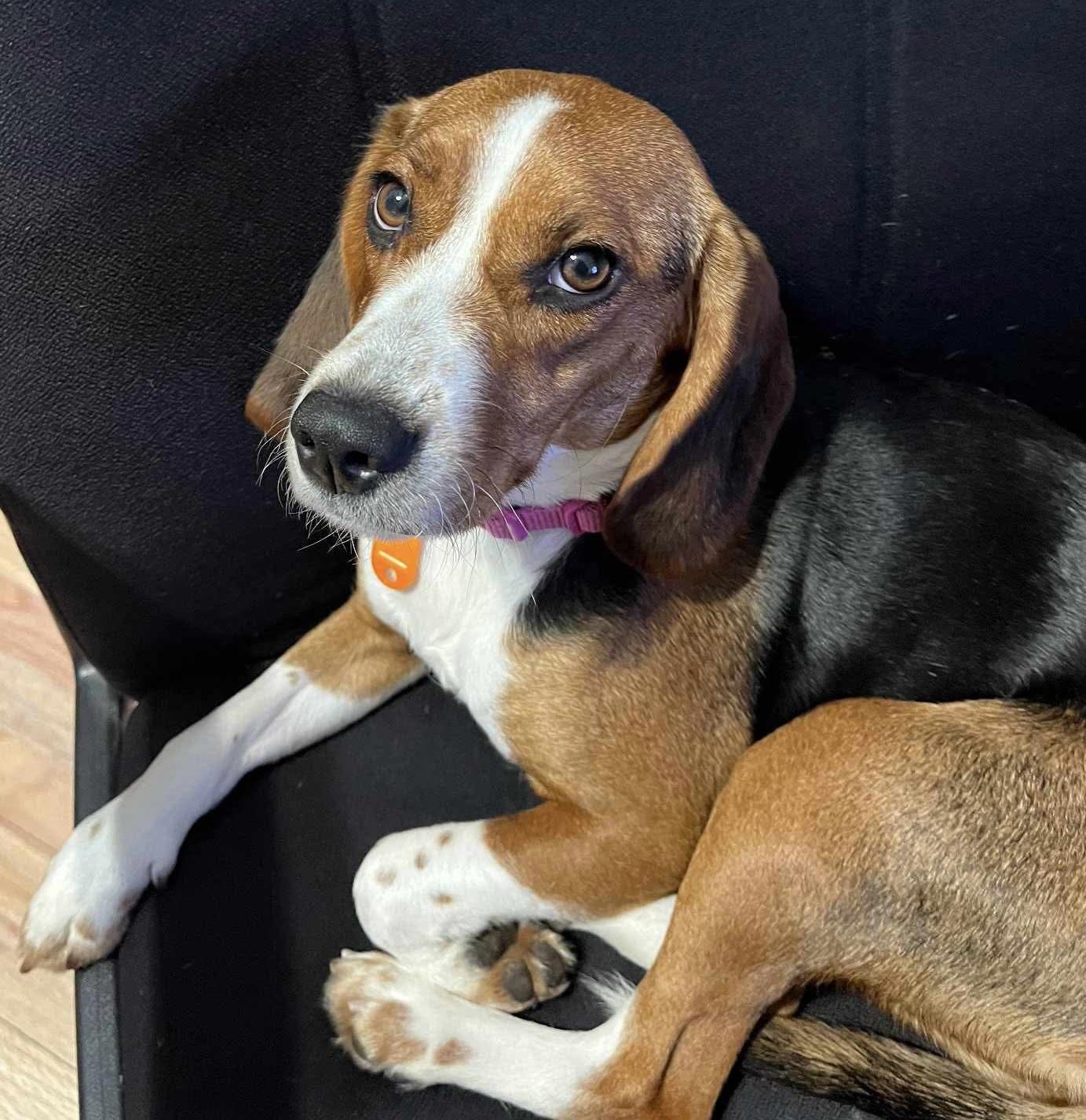 Dog for adoption - Ruby, a Beagle Mix in Westwood, NJ | Petfinder