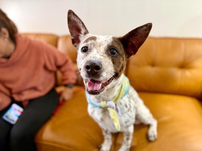 Dog for adoption - Pepper von Grace a peaceful love, a Cattle Dog ...