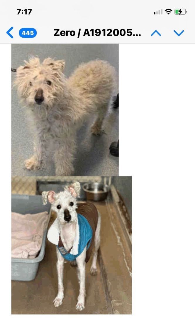 Dog for adoption - Zeke, a Schnauzer Mix in Spring Valley, CA | Petfinder