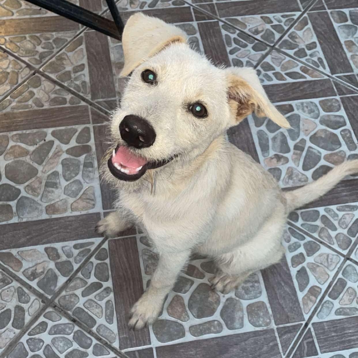 Dog for adoption - Riley, a Terrier Mix in Portland, OR | Petfinder