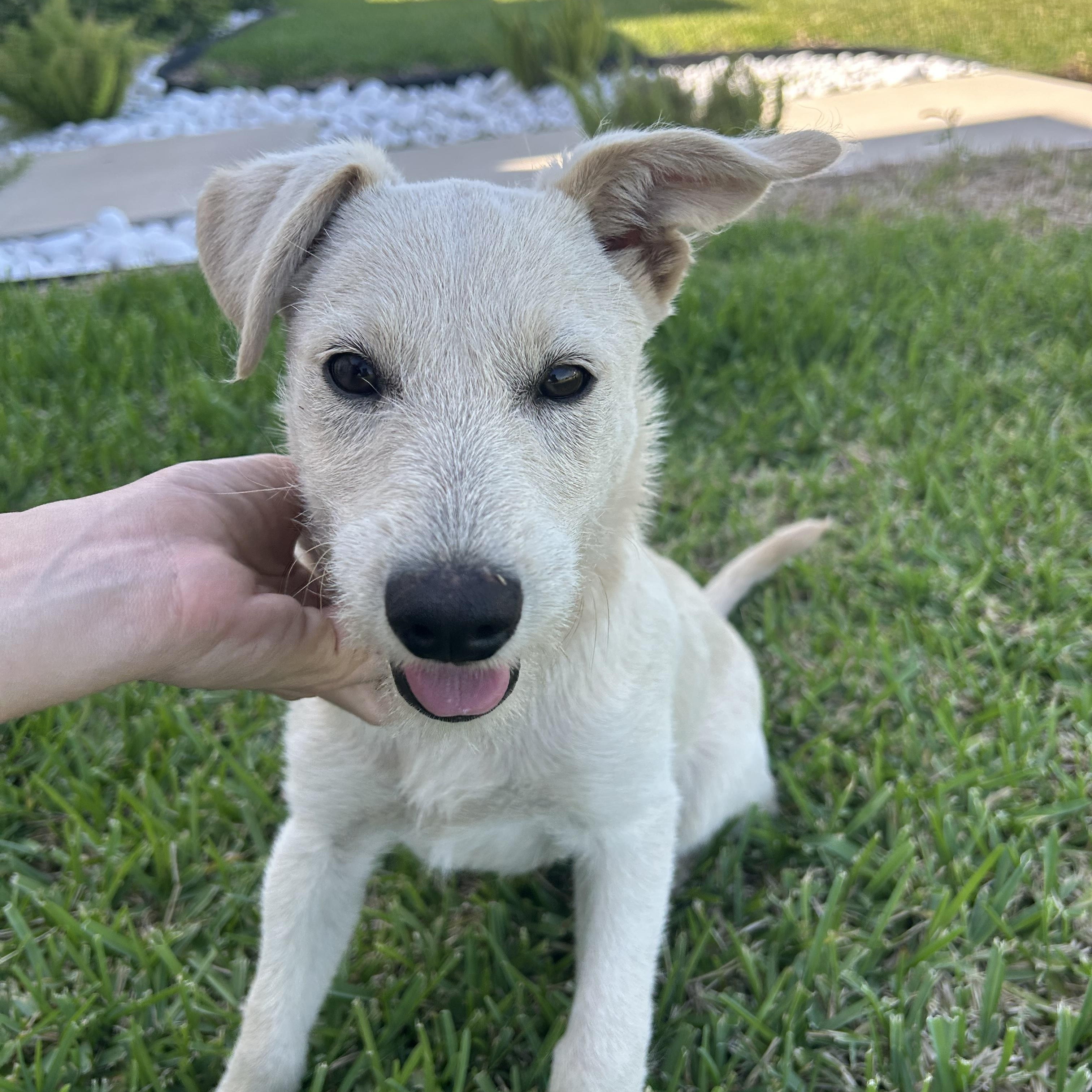 Dog for adoption - Riley, a Terrier Mix in Portland, OR | Petfinder