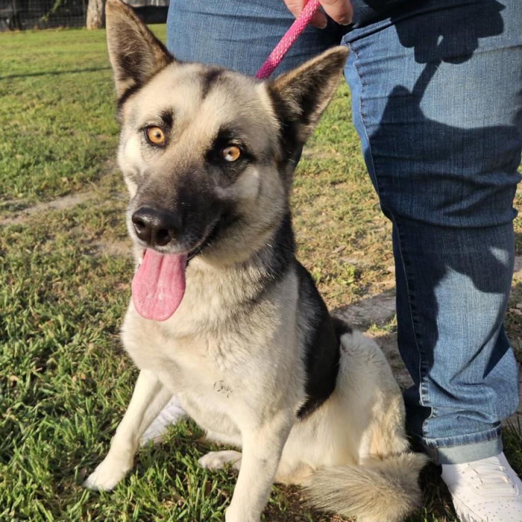 Dog for adoption - Stormy DC, a German Shepherd Dog & Australian ...