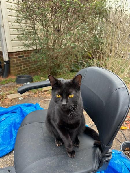 Cat for adoption - Beau, a Domestic Short Hair in Easley, SC | Petfinder