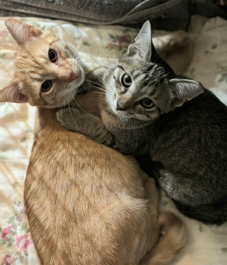 Cat for adoption - Dixie & Tigger BONDED, a Domestic Short Hair in ...