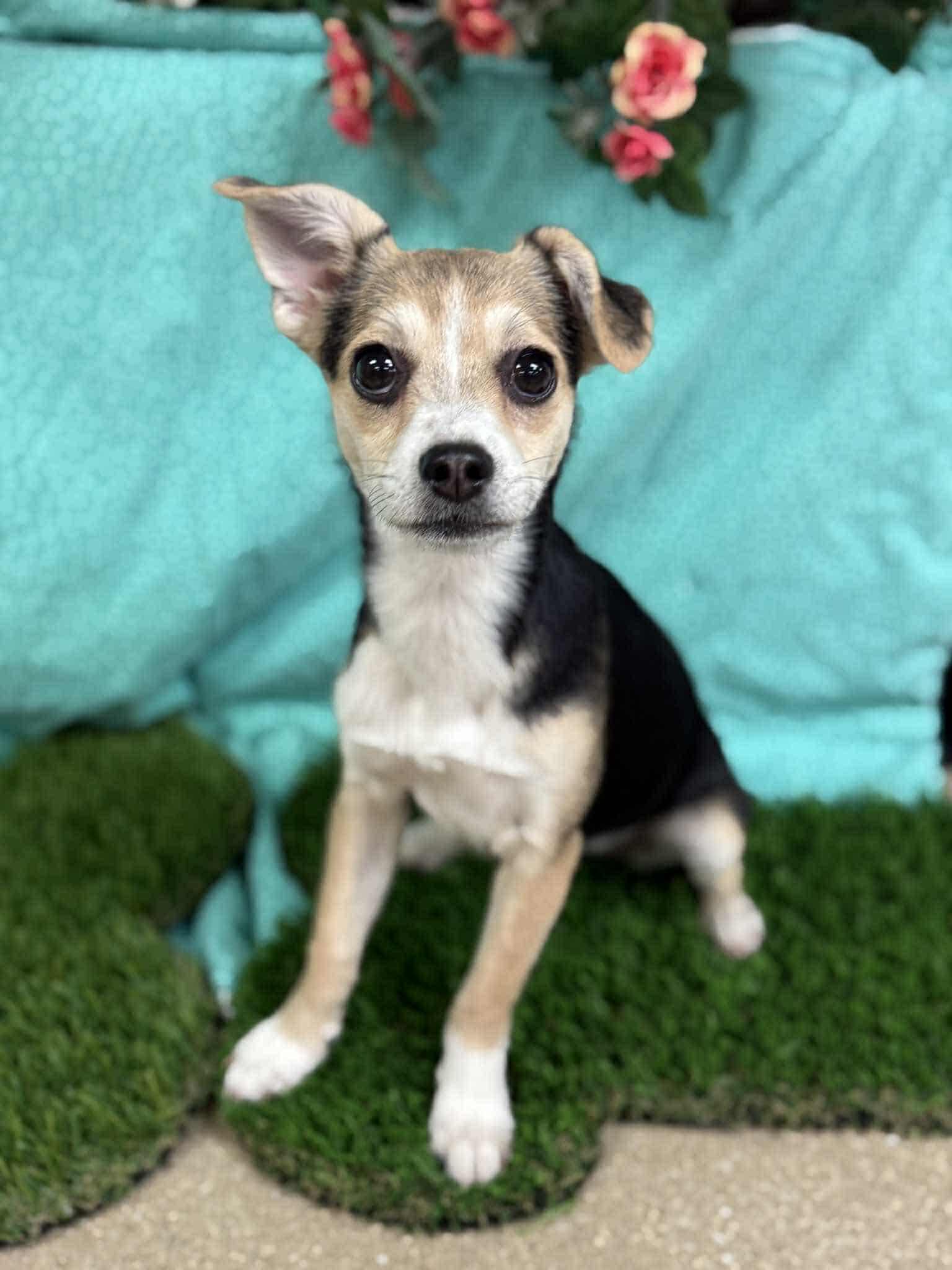 Dog for adoption - Lola Bunny, a Chihuahua Mix in Visalia, CA | Petfinder